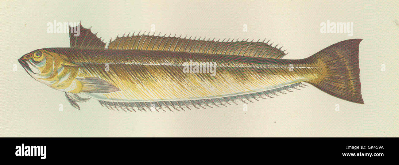 Greater weaver hi-res stock photography and images - Alamy