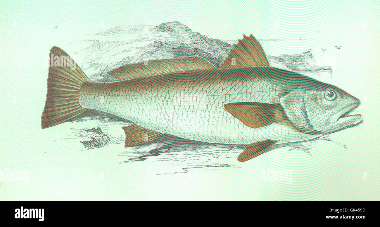 Sciaena hi-res stock photography and images - Alamy