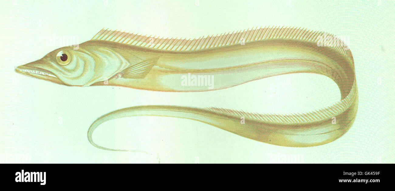 Long slender fish hi-res stock photography and images - Alamy