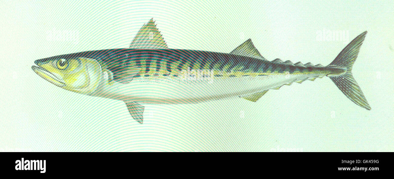 Mackerel patterns hi-res stock photography and images - Alamy