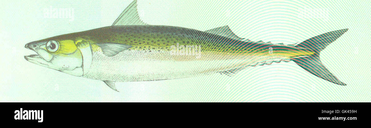 The Dotted Mackerel (ID 46145) is a species of fish characterized by ...