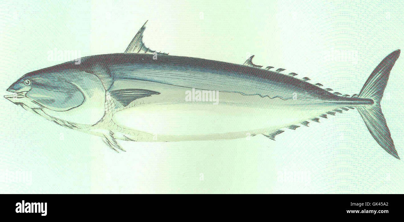 Plain bonito hi-res stock photography and images - Alamy