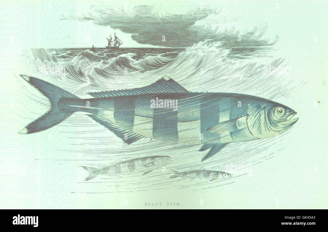 46152 Pilot Fish Stock Photo - Alamy