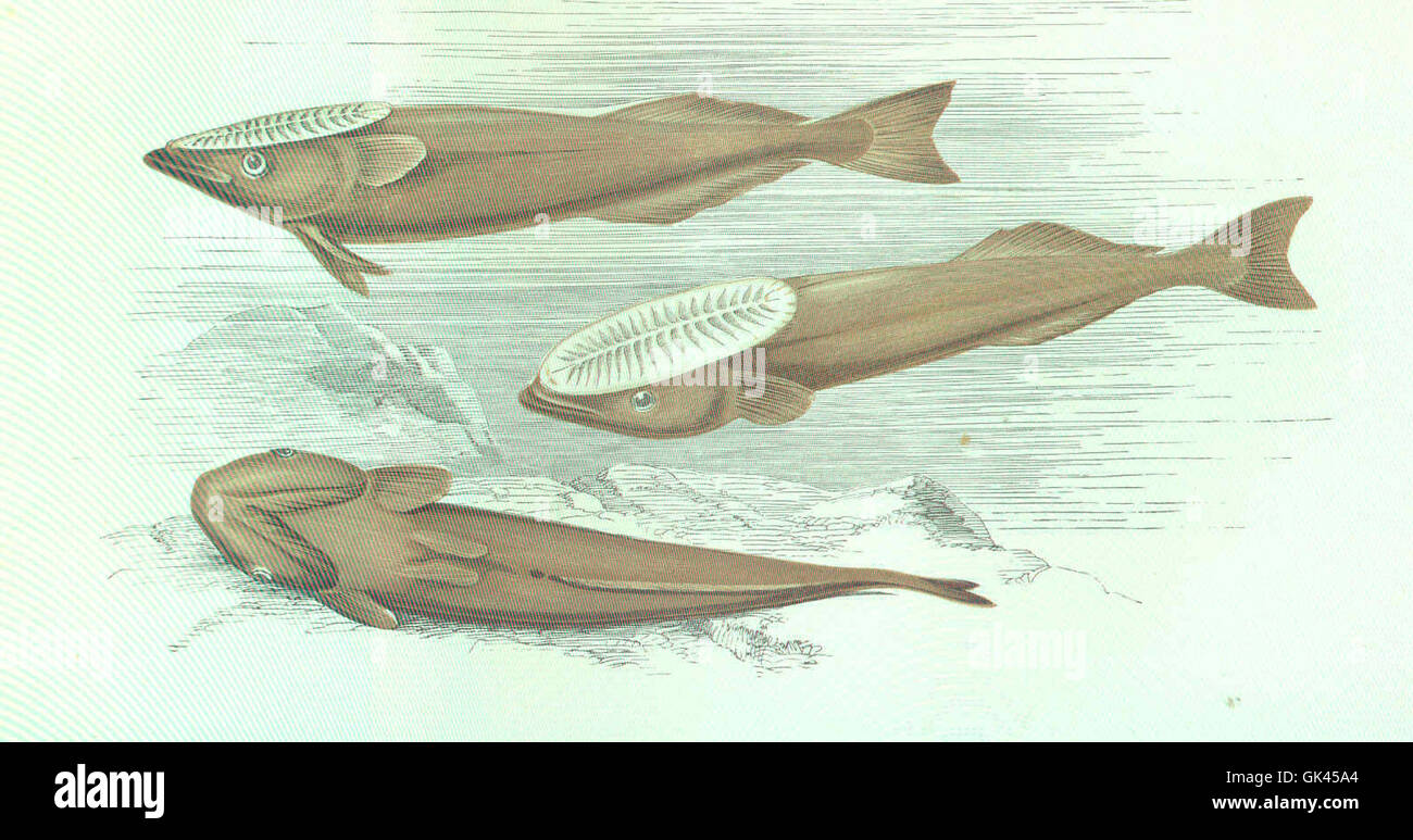 The Remora, also known as the suckerfish, is a marine fish species ...