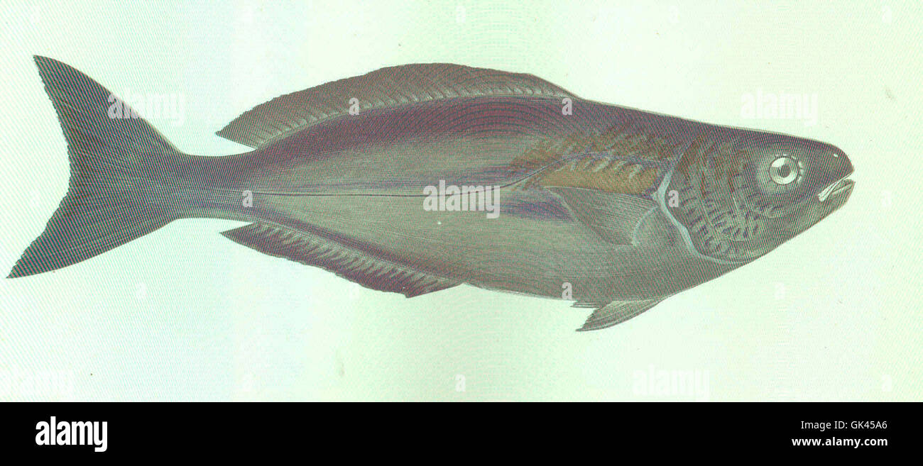 Pompilus hi-res stock photography and images - Alamy