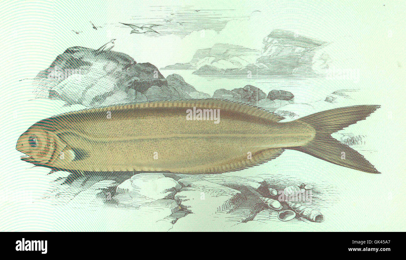 Cornish jack fish hi-res stock photography and images - Alamy