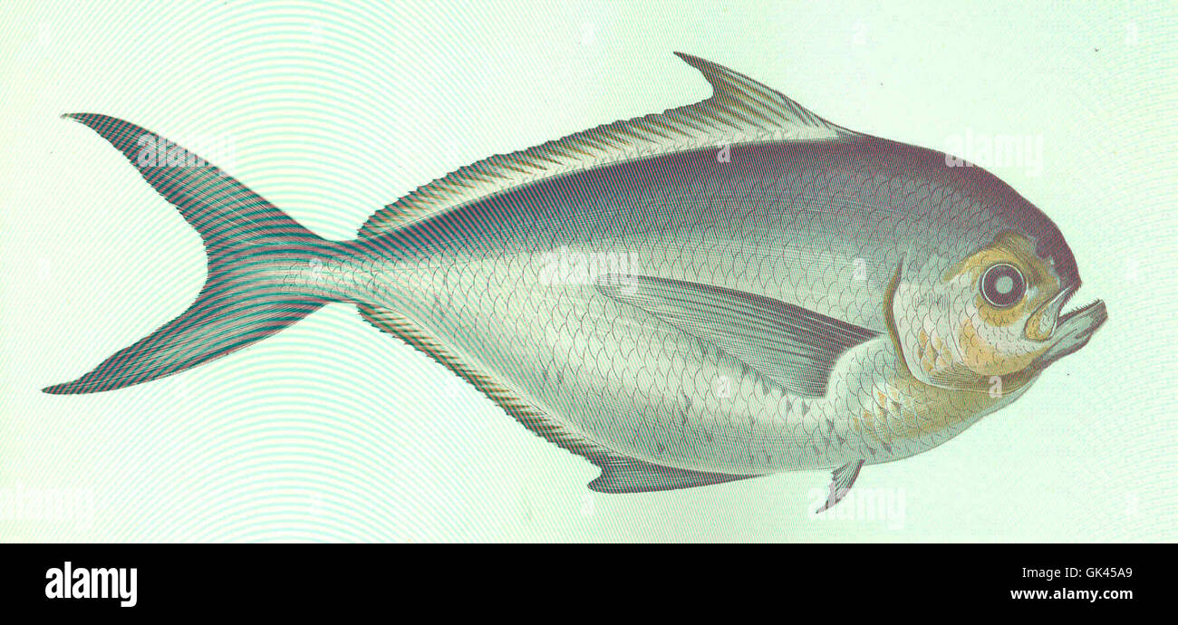 Rays bream hi-res stock photography and images - Alamy