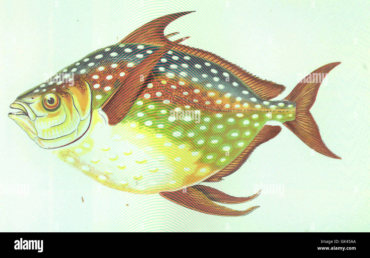 The Opah (Lampris guttatus) is a large, brightly colored fish found in ...