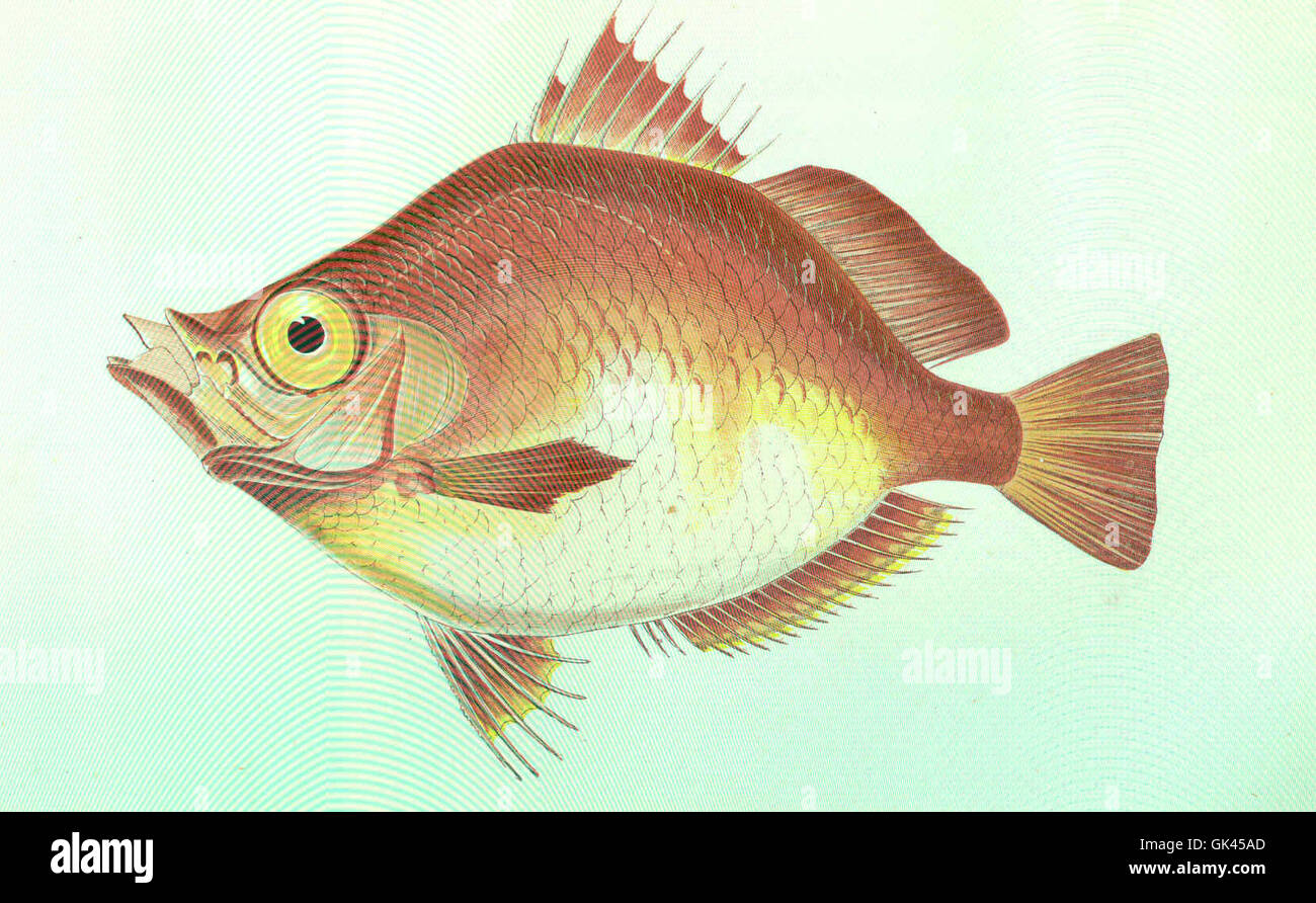 Boarfish hi-res stock photography and images - Alamy