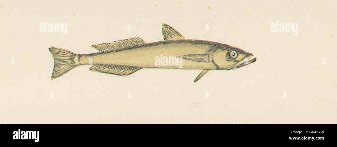 The transparent goby is shown in a close-up, highlighting its ...