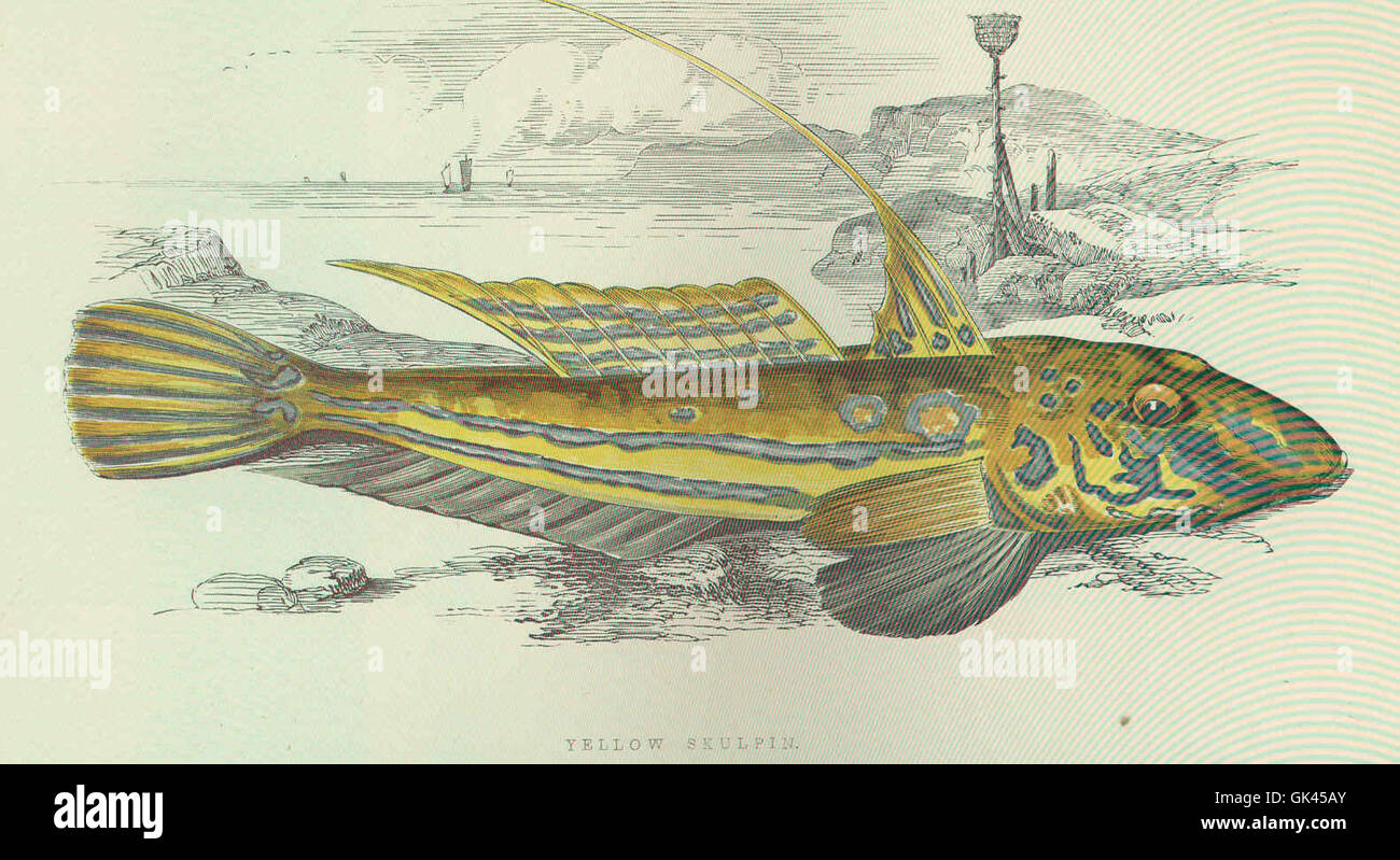 Yellow skulpin hi-res stock photography and images - Alamy