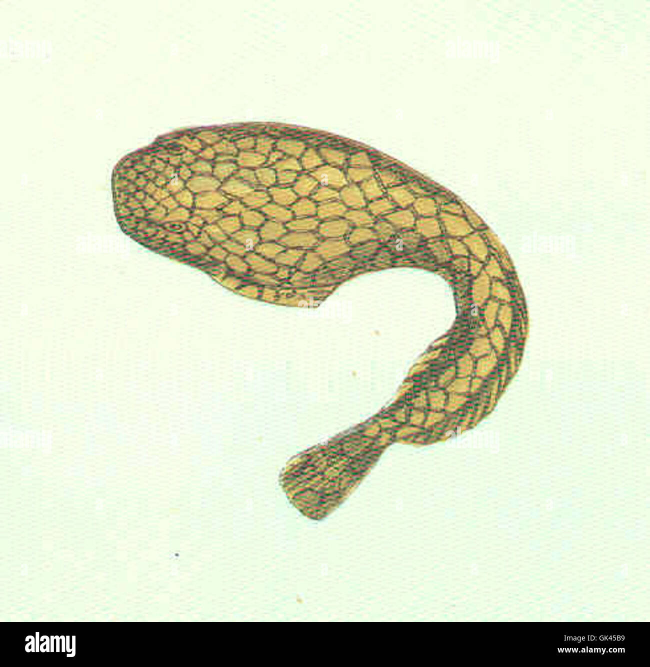 The Network Sucker, a species of freshwater fish, is depicted. This ...