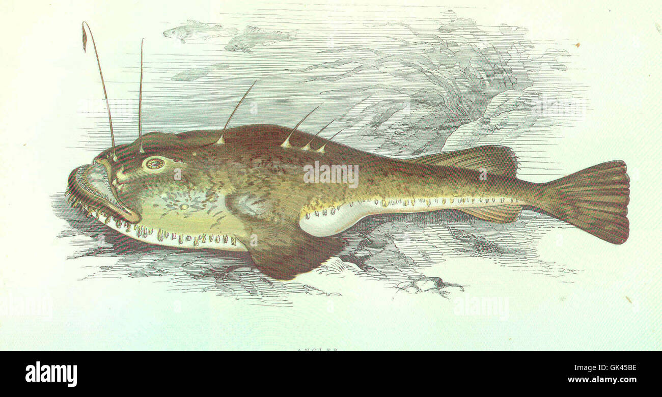 The anglerfish is a deep-sea species known for its bioluminescent lure ...