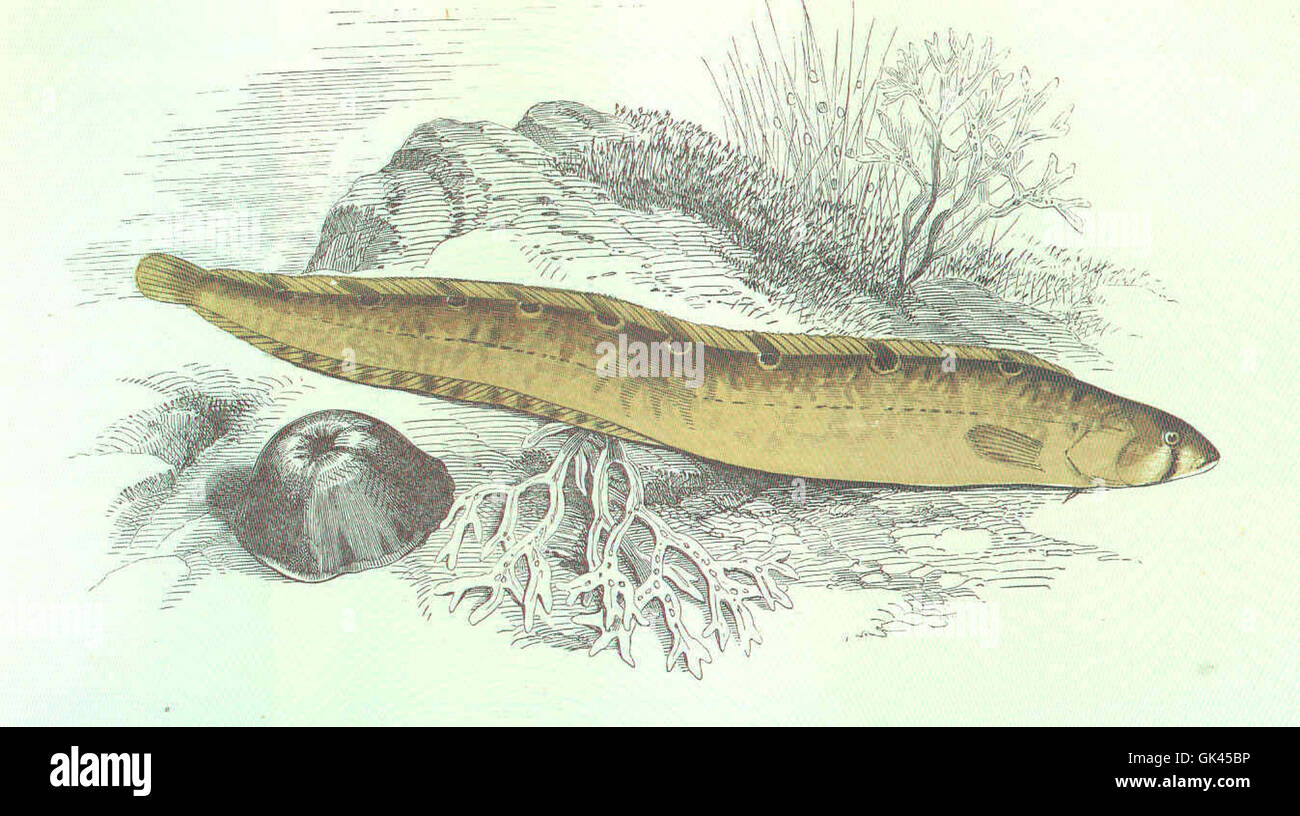 American butterfish hi-res stock photography and images - Alamy