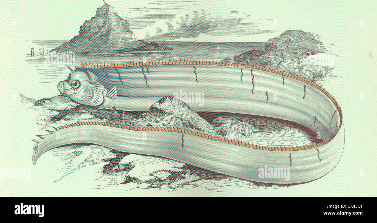 Oarfish hi-res stock photography and images - Alamy