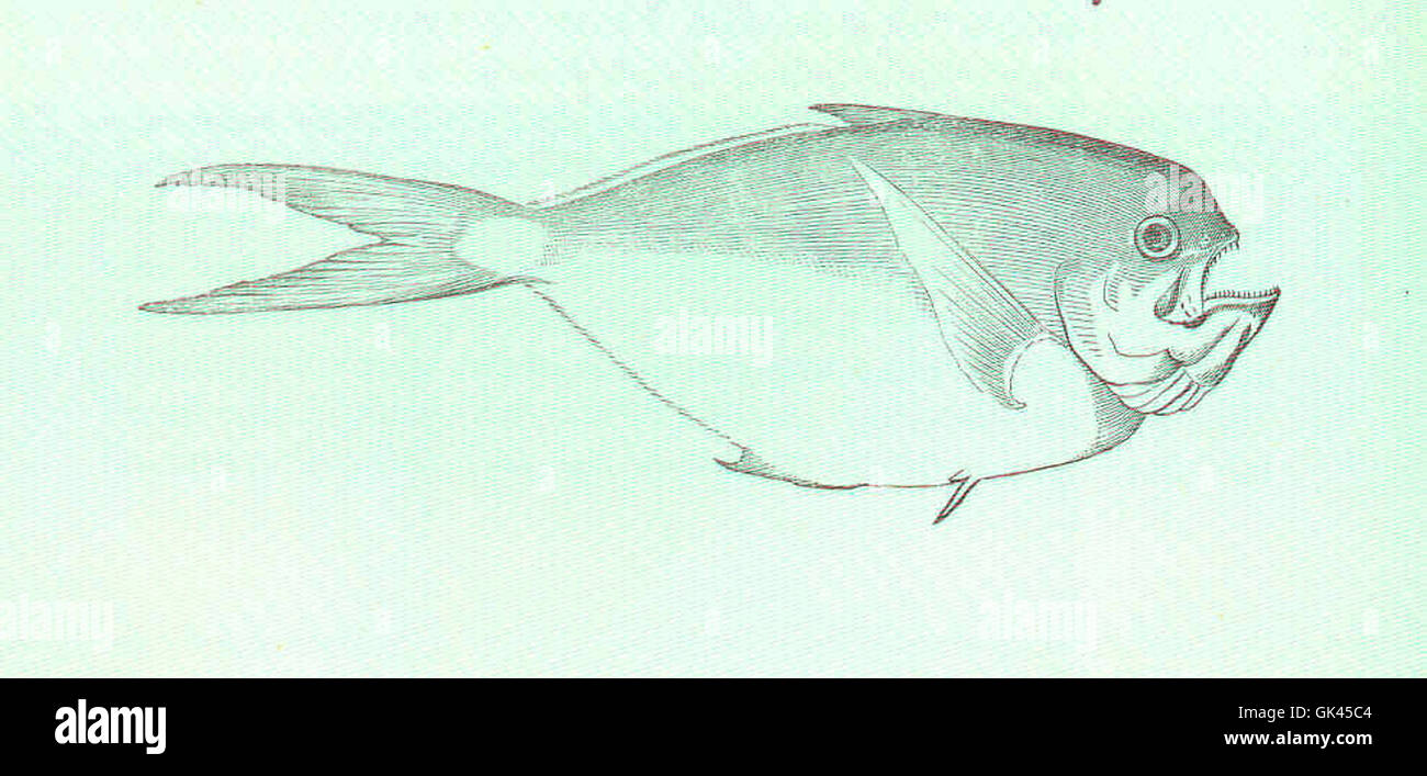 46197 Ray's Bream Stock Photo - Alamy