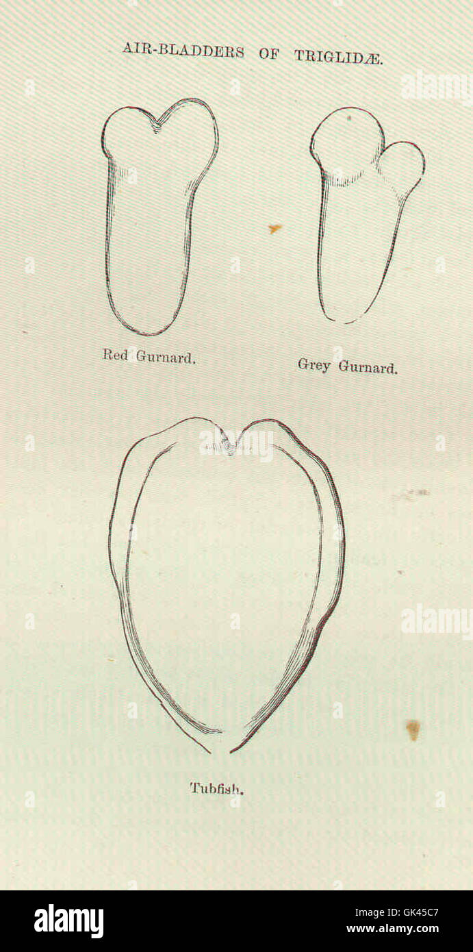 Air-bladders are specialized anatomical features in fish that allow for ...