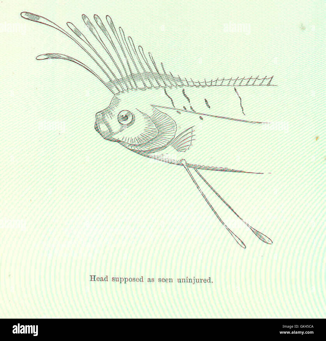 Specimen displays elongated hi-res stock photography and images - Alamy