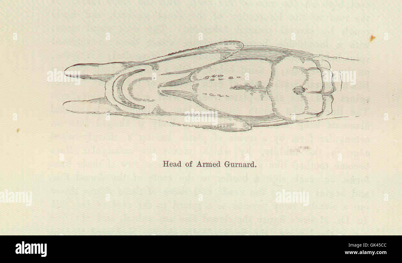 The head of the armed gurnard, a fish known for its large pectoral fins ...