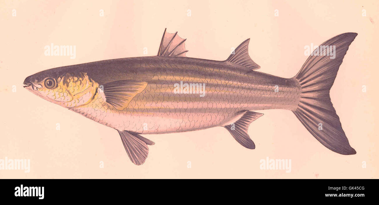 Grey mullet vintage hi-res stock photography and images - Alamy