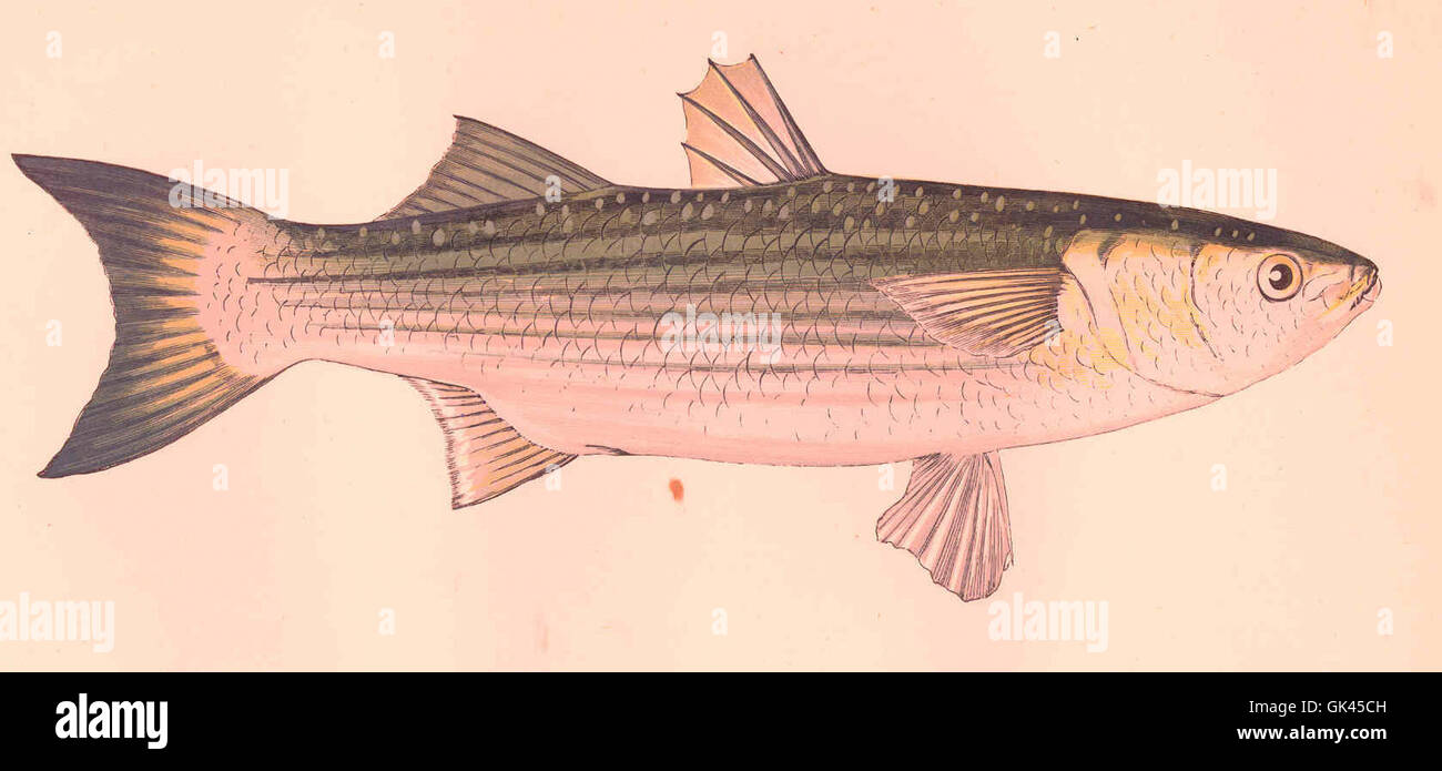 The lesser grey mullet (Mugil cephalus) is a coastal fish species found ...