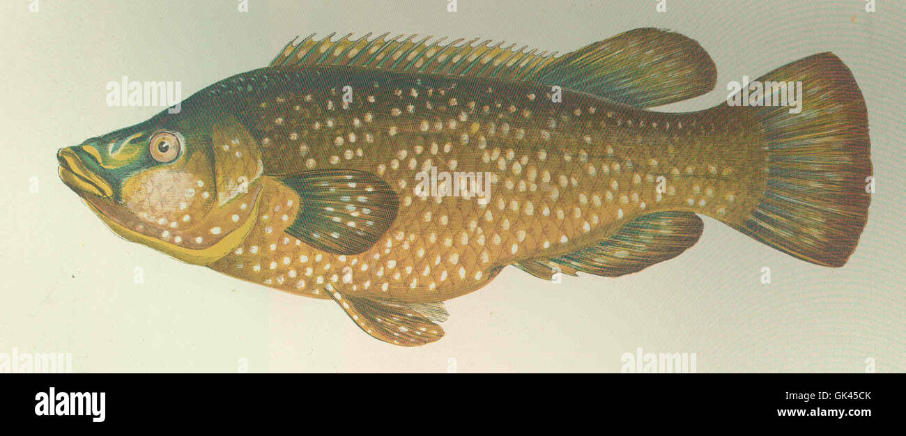 Wrass hi-res stock photography and images - Alamy