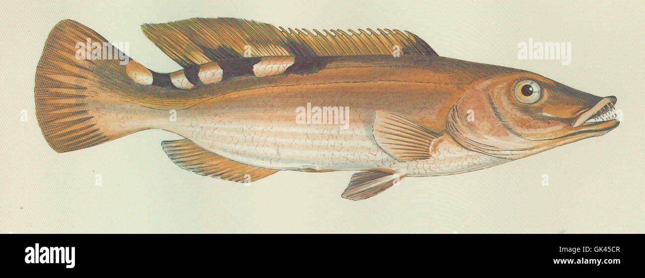 Wrass hi-res stock photography and images - Alamy