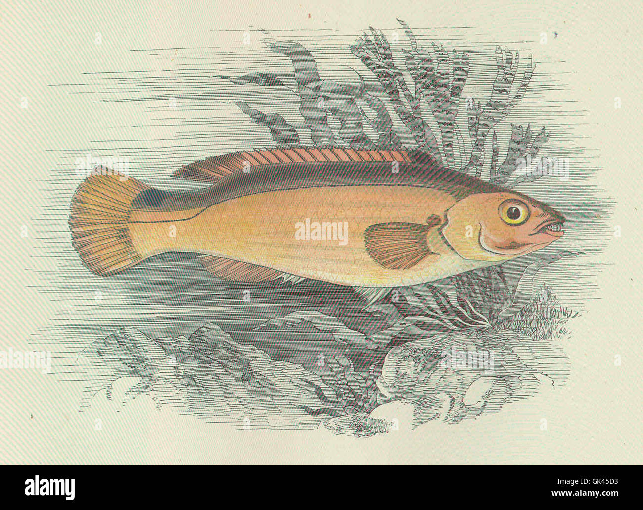 Jago's Goldsinny (Ctenolabrus jago) is a species of wrasse native to ...