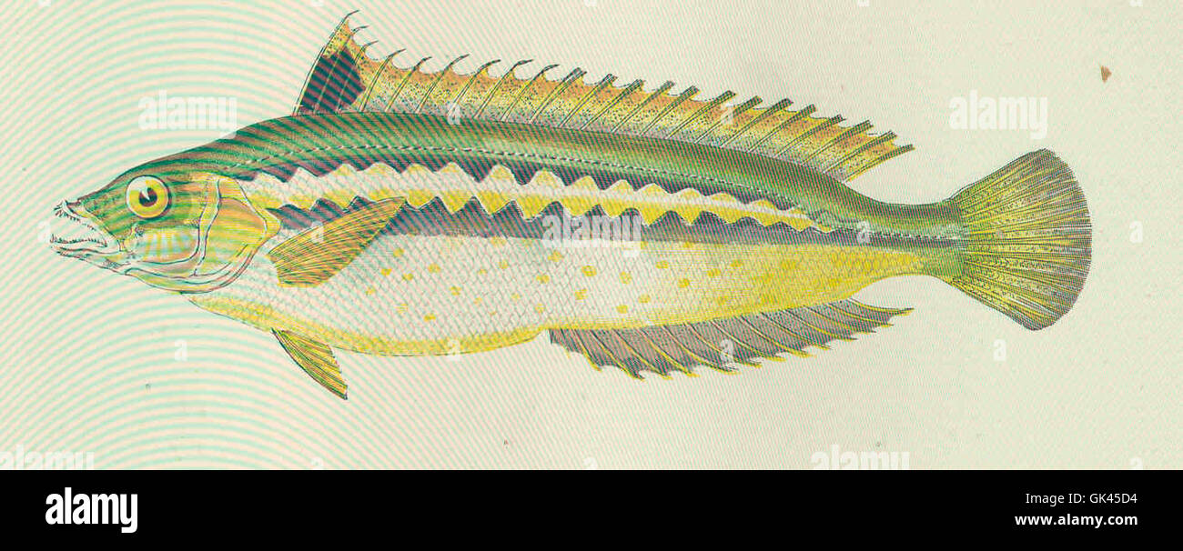 Wrass hi-res stock photography and images - Alamy