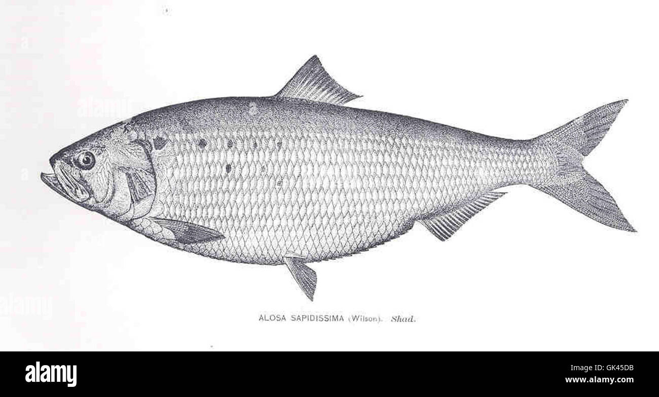 33883 Alosa Sapidissima (Wilson Stock Photo - Alamy