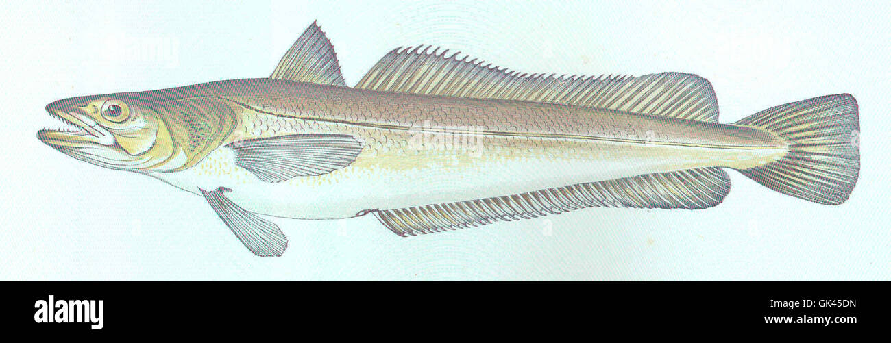 Hake, a commercially significant fish species, is shown. Known for its ...