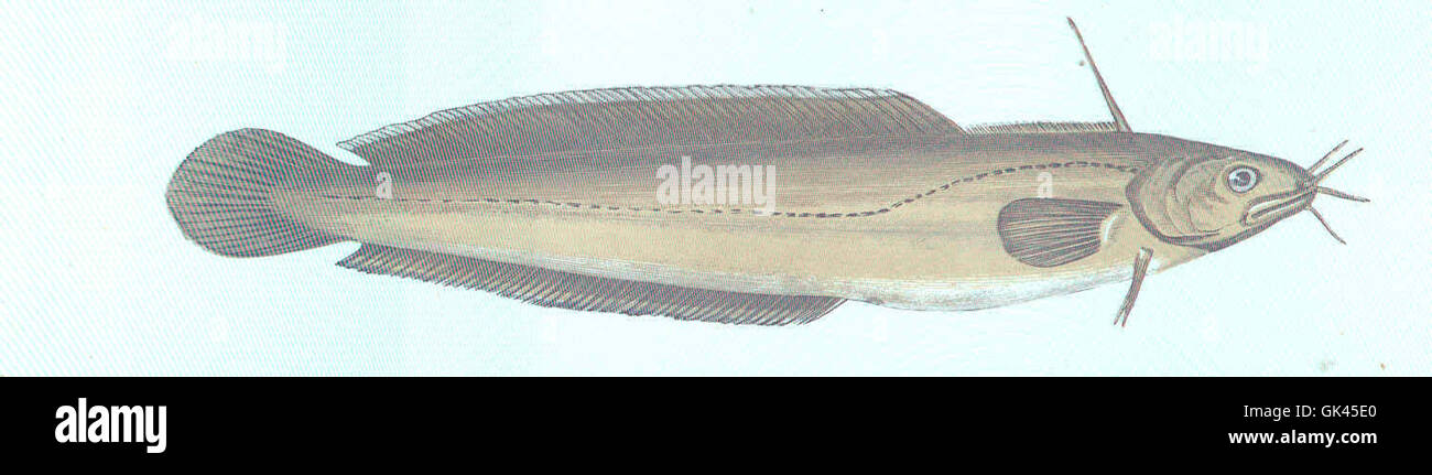 Four distinctive fish species hi-res stock photography and images - Alamy