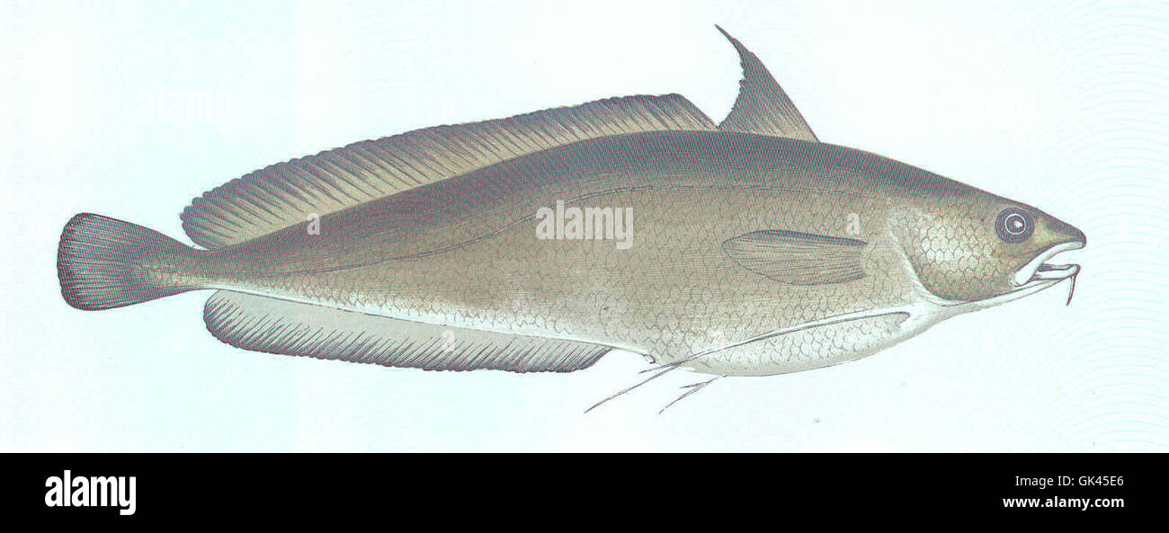 Cynoglossus hi-res stock photography and images - Alamy