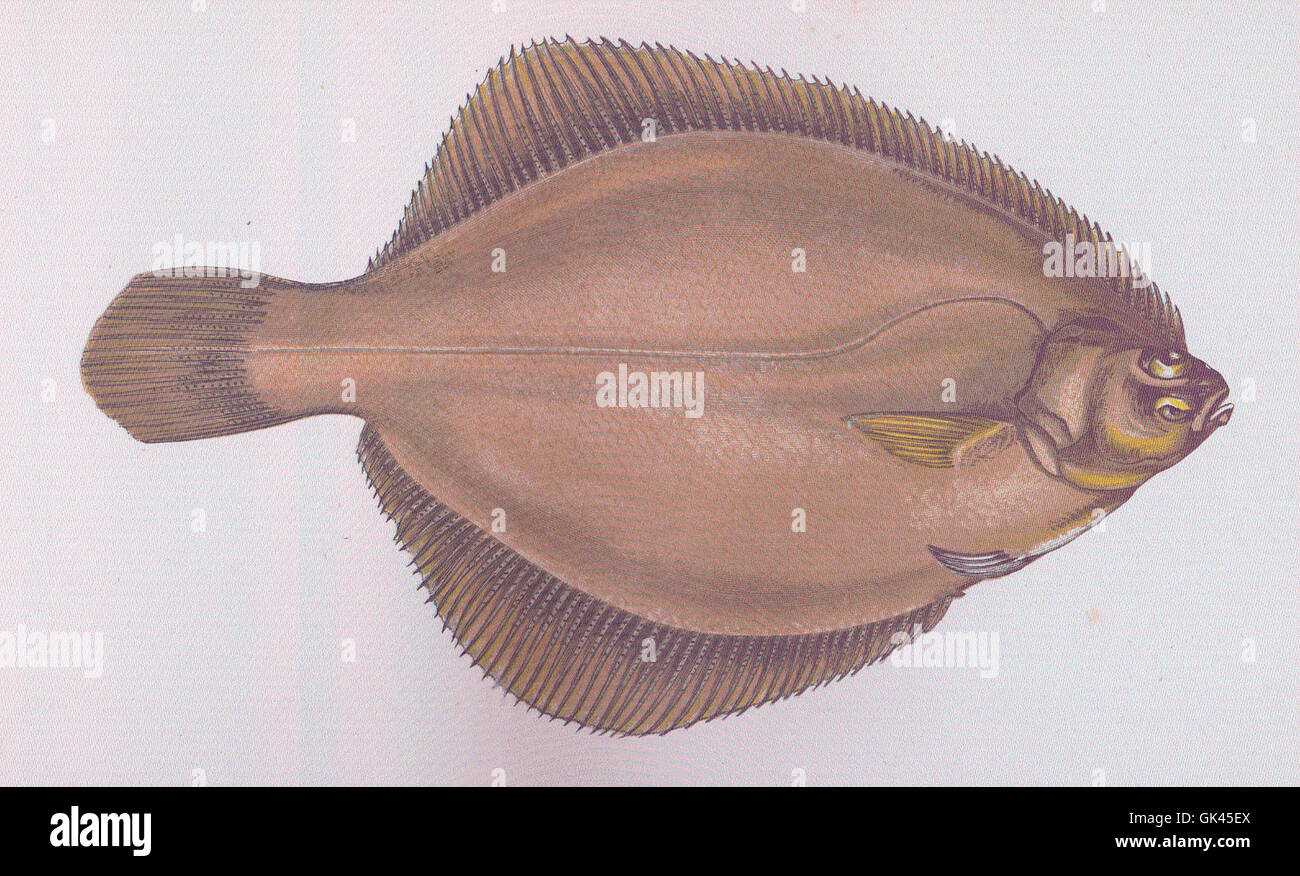 Dab font hi-res stock photography and images - Alamy