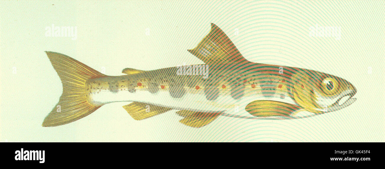 A parr is a juvenile stage of salmon, characterized by distinct ...