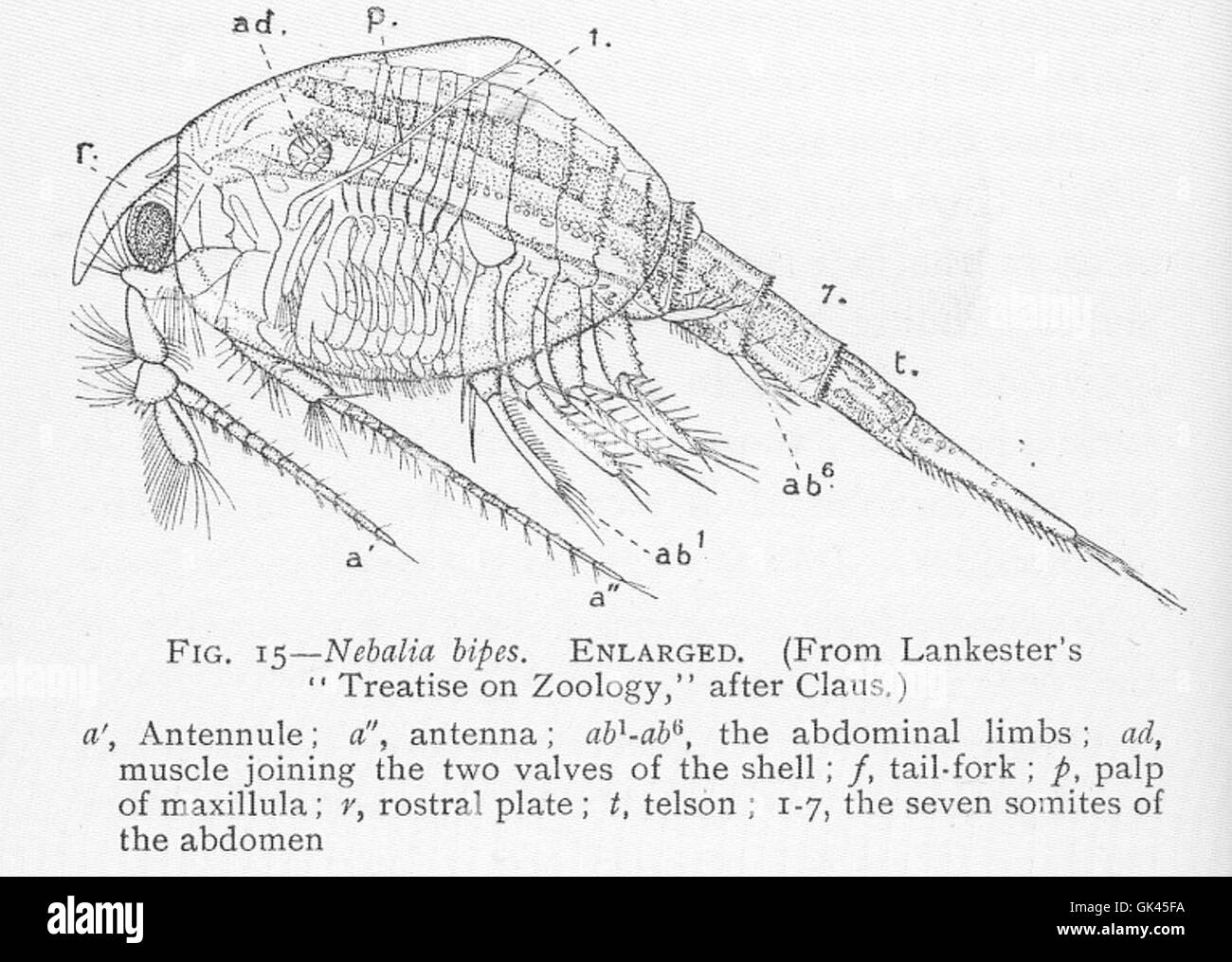 Nebalia bipes hi-res stock photography and images - Alamy