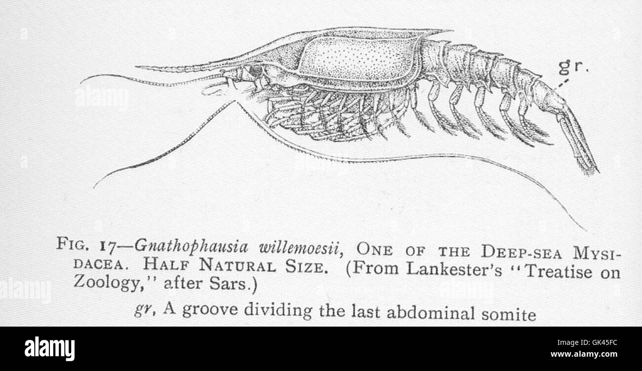 46273 Gnathophausia millemoesii, one of the deep-sea mysidacea Stock ...