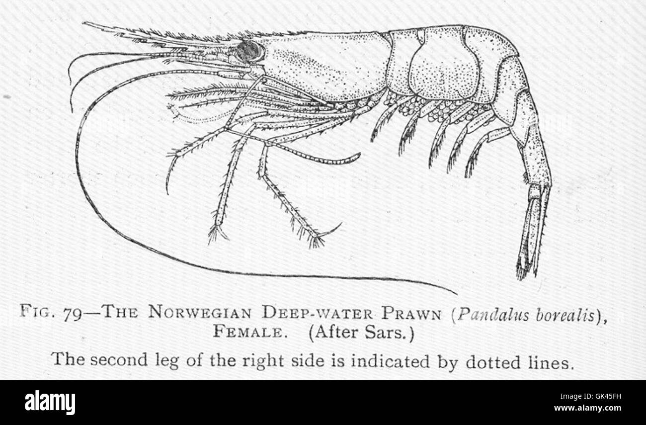 Pandalus Borealis Alive