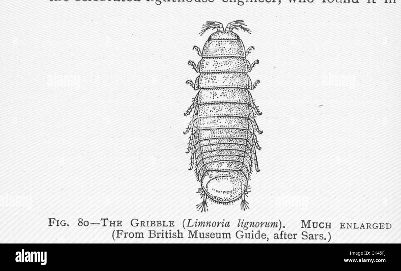 Limnoria Tripunctata