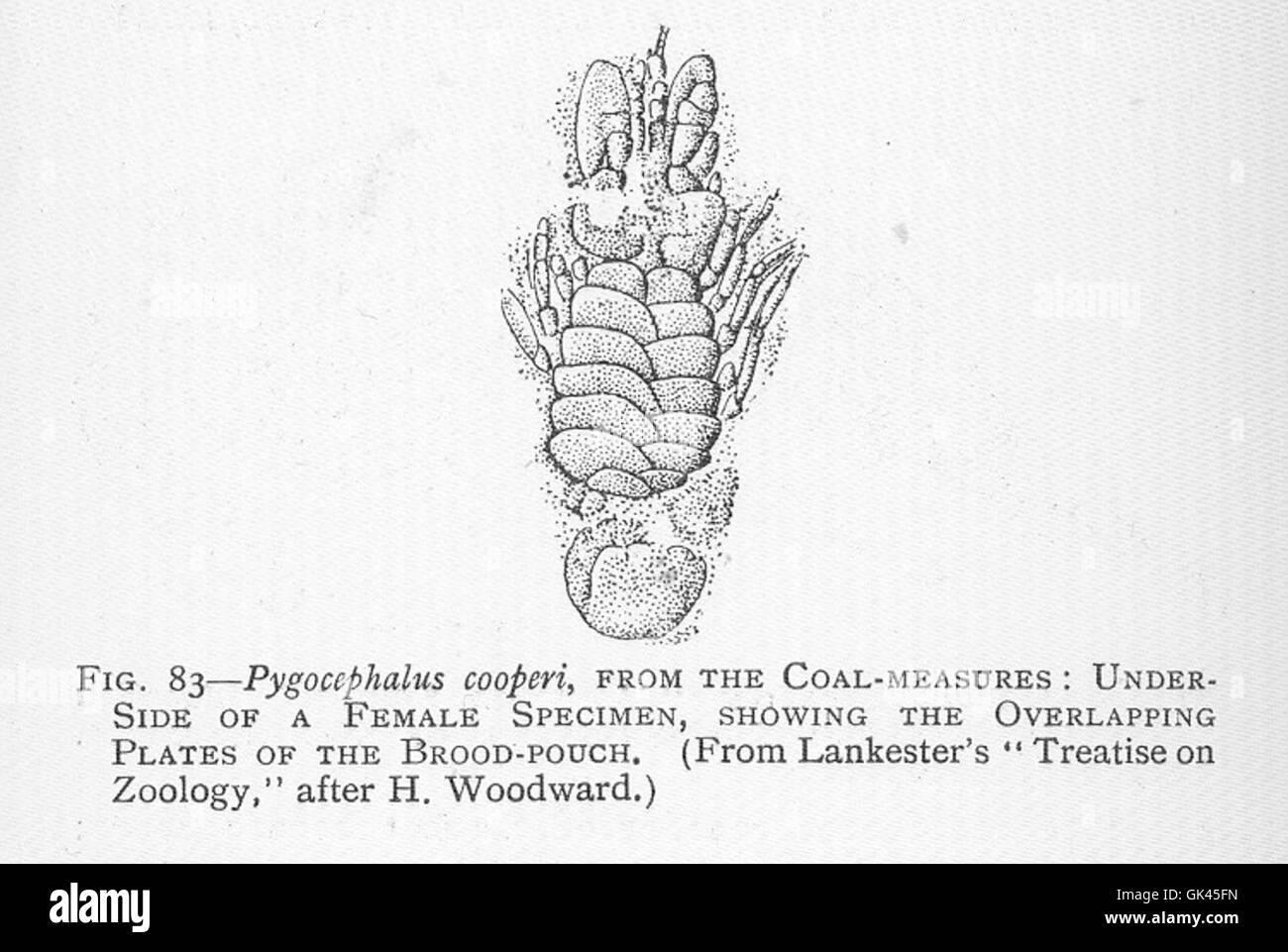 Female brood pouch Black and White Stock Photos & Images - Alamy