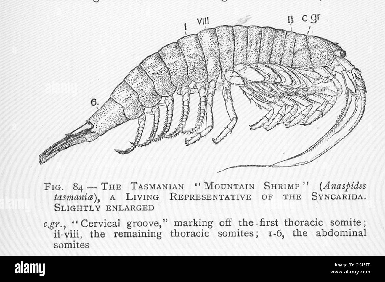 Anaspides tasmaniae hi-res stock photography and images - Alamy