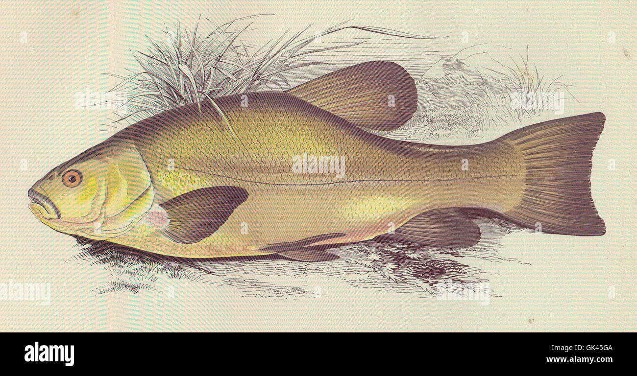 Tench illustration hi-res stock photography and images - Alamy