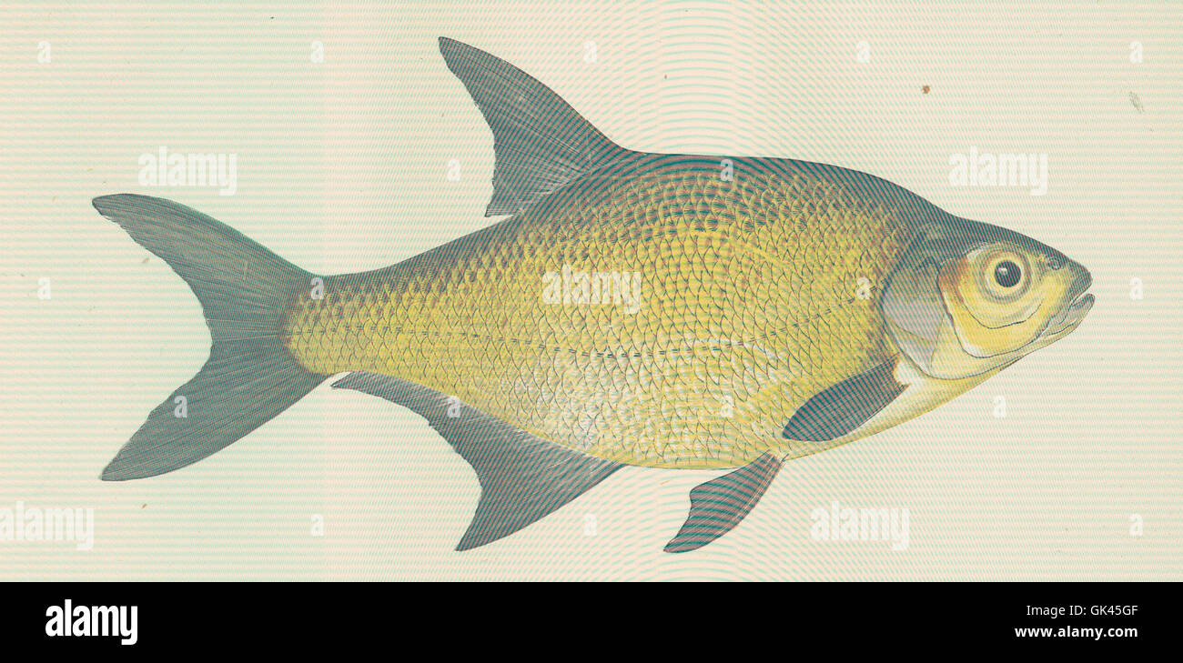 46298 Lake Bream Stock Photo - Alamy