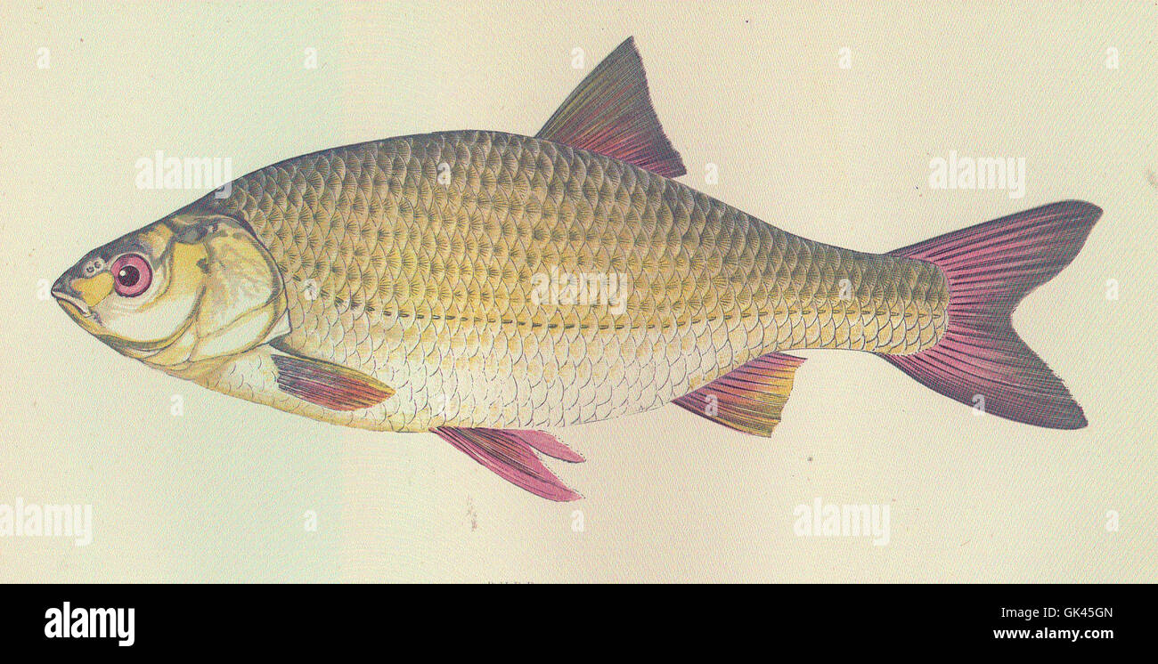 The rudd (Scardinius erythrophthalmus) is a freshwater fish commonly ...