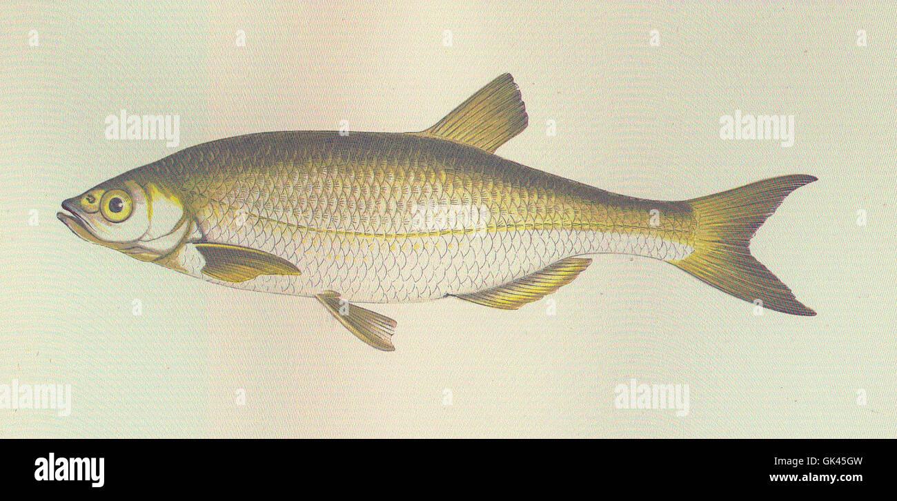 The Bleak (Alburnus alburnus) is a small, silver-colored freshwater ...