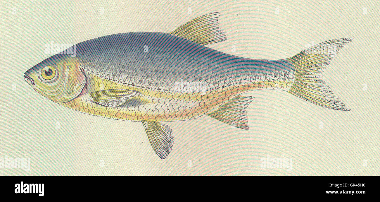 Azurine hi-res stock photography and images - Alamy