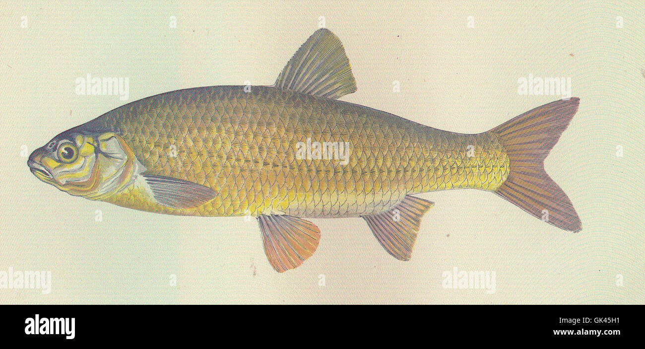 Ide font hi-res stock photography and images - Alamy