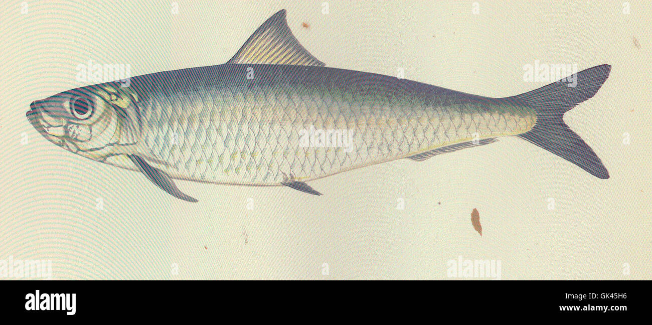 Pilchard, a species of small fish in the herring family, is often found ...
