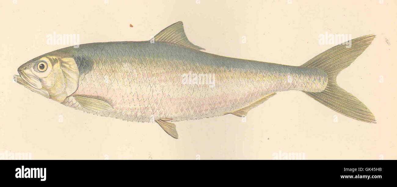 Allis Shad High Resolution Stock Photography and Images - Alamy