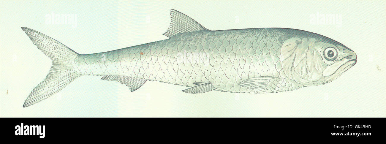 Scale finned hi-res stock photography and images - Alamy